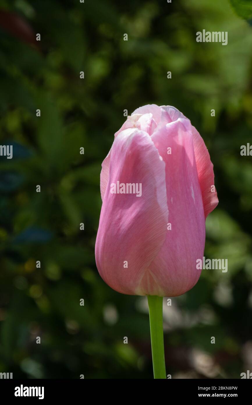 Single Pink Tulip flowering in a garden in springtime Stock Photo - Alamy