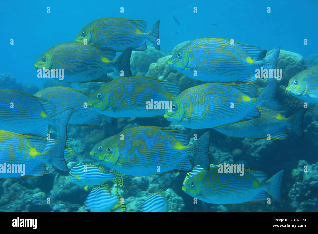 Siganus lineatus hi-res stock photography and images - Alamy