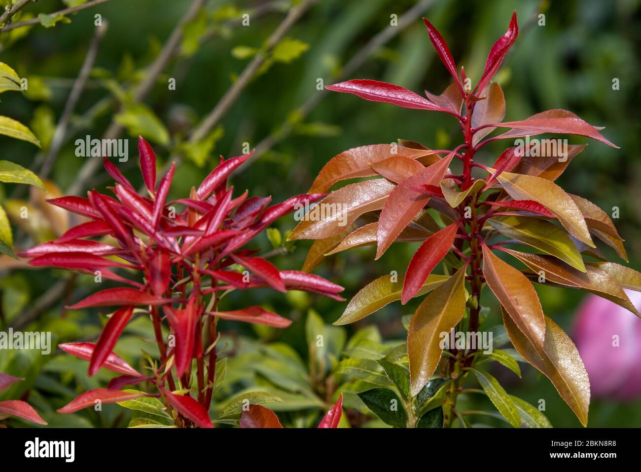 Colourful new growth on a Pieris Japonica shrub Stock Photo - Alamy