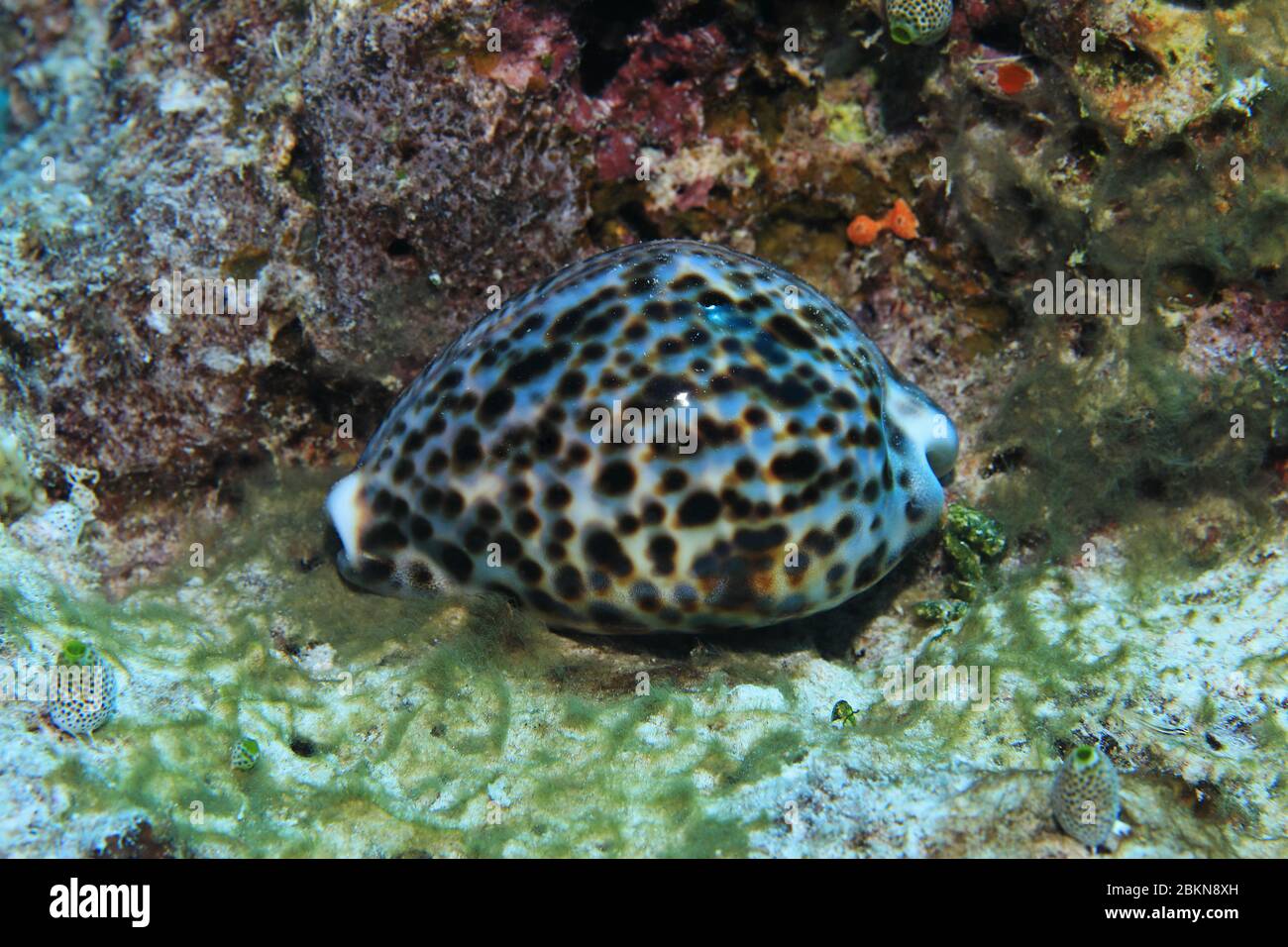Tiger cowrie snail (Cypraea tigris) underwater in the tropical coral ...