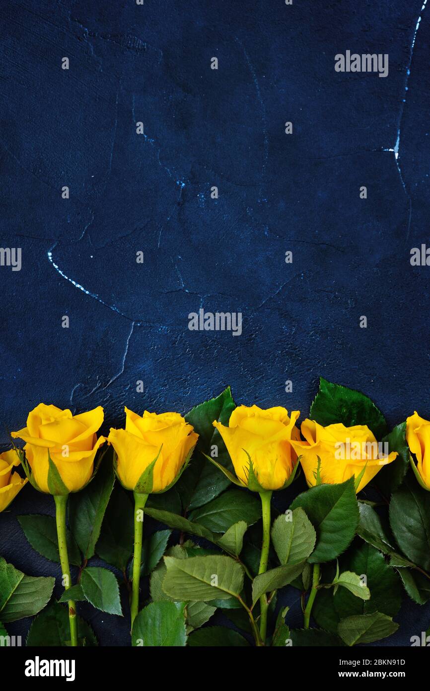 Yellow rose blue background hi-res stock photography and images - Alamy