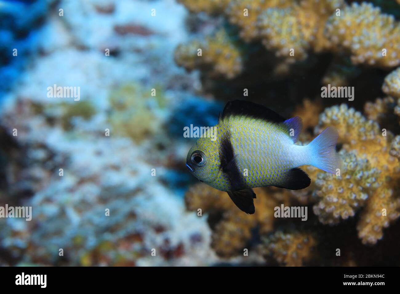 Cloudy dascyllus fish (Dascyllus carneus) underwater in the coral reef ...