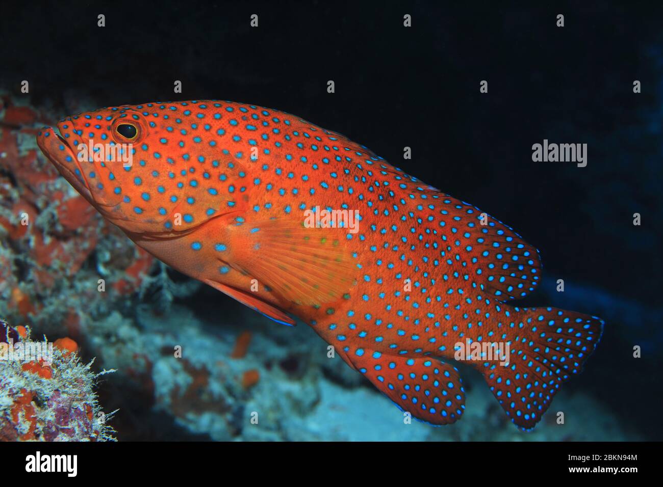 Coral hind grouper fish (Cephalopholis miniata) underwater in the coral ...
