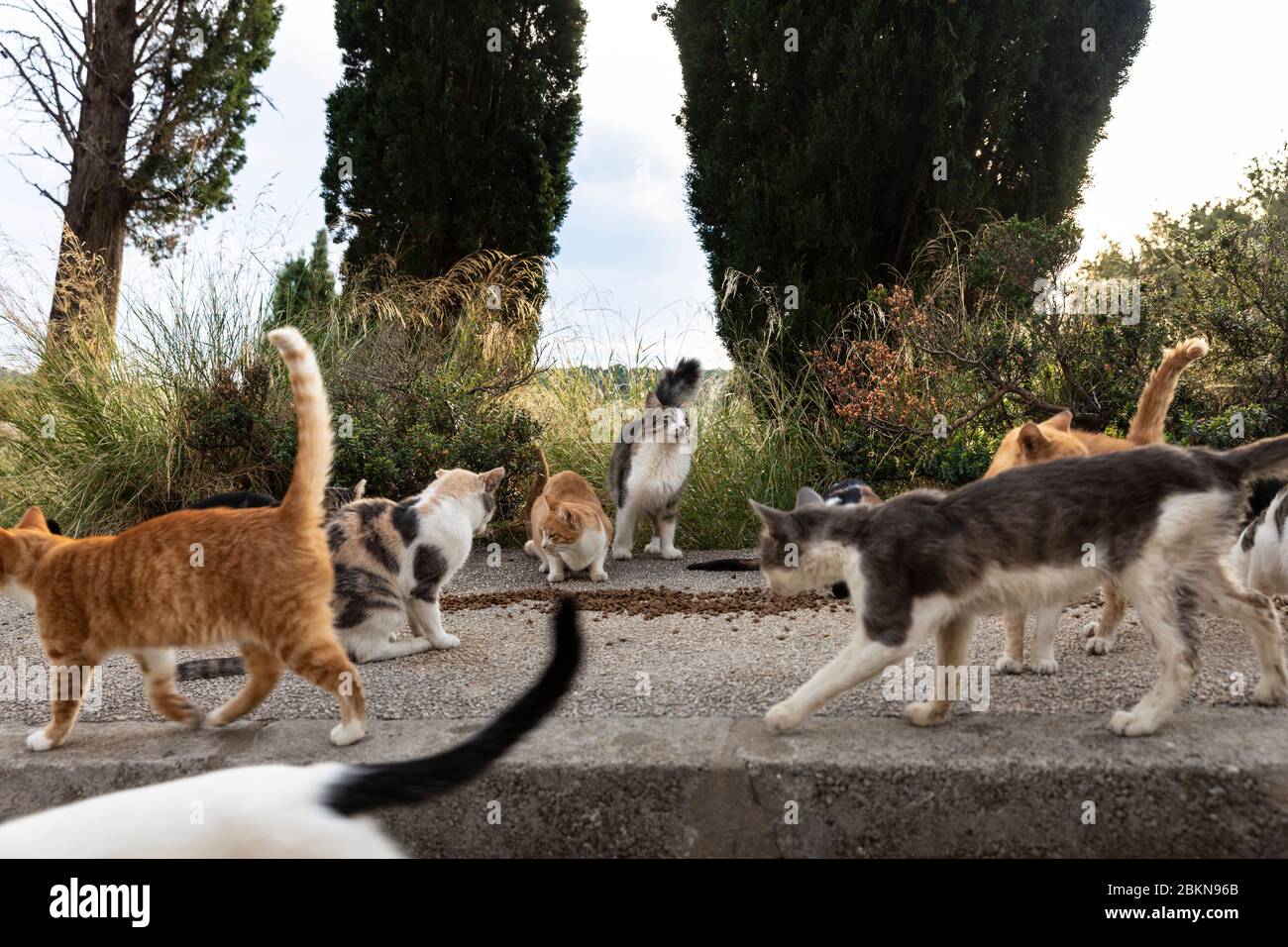 Lots Of Cats