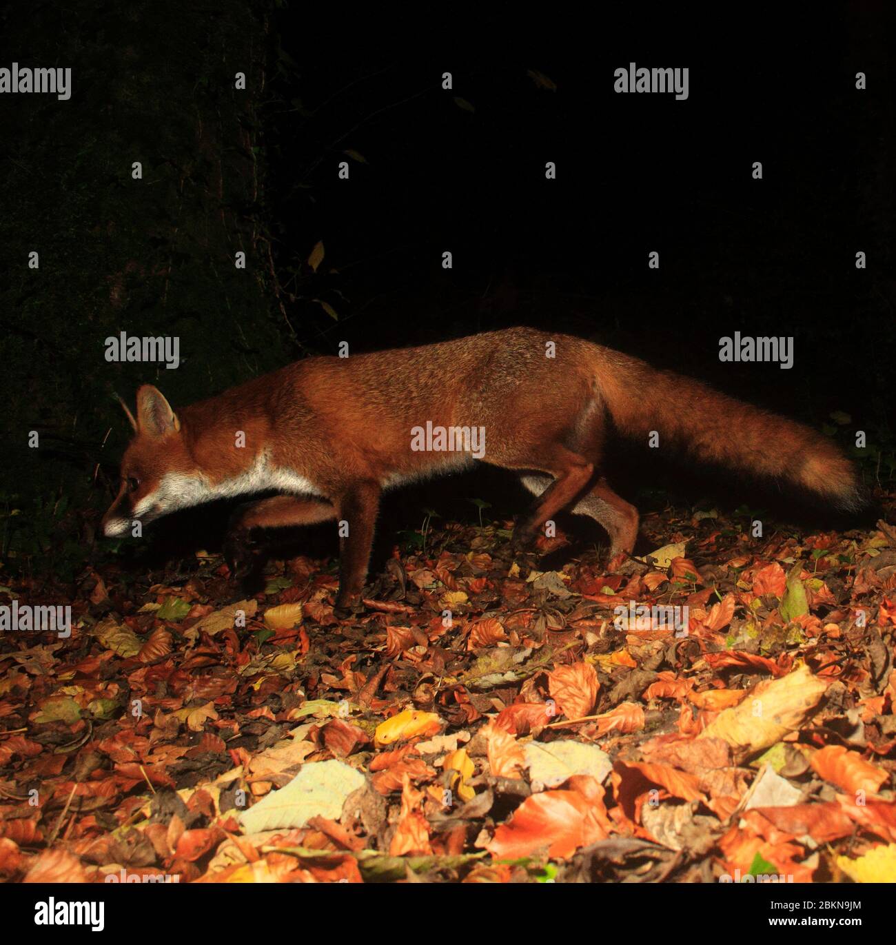 Red Fox among Autumn leaves Stock Photo - Alamy