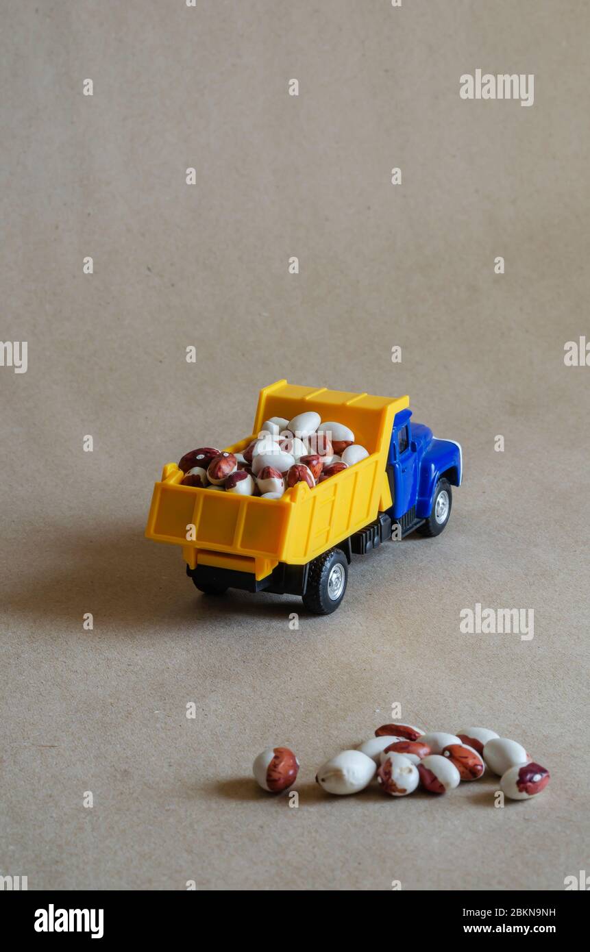 Yellow Truck with anasazi bean full body. A toy car transports dry bean ...