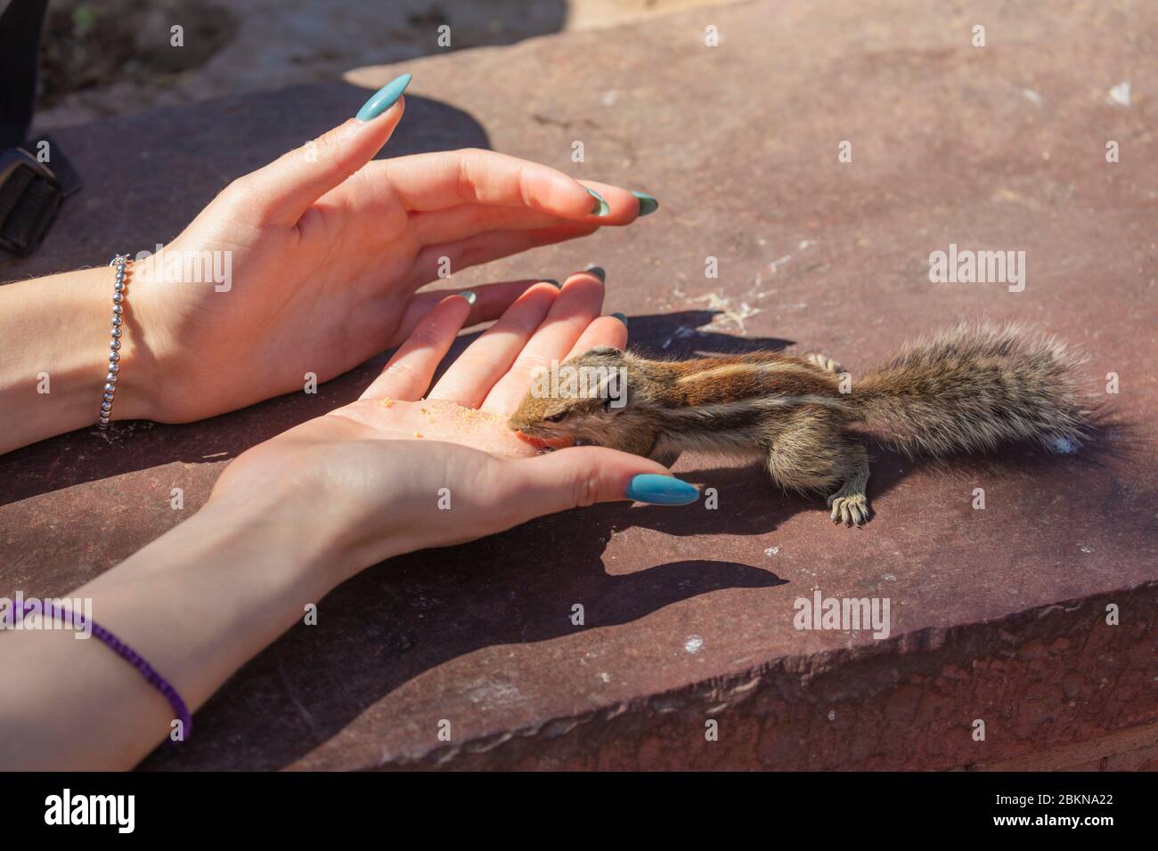 Indian rodent hi-res stock photography and images - Alamy