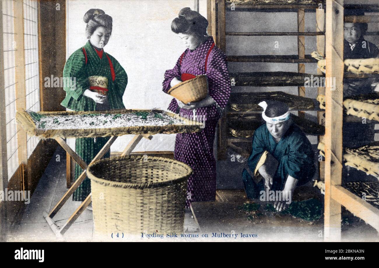 Silk Farming High Resolution Stock Photography and Images - Alamy