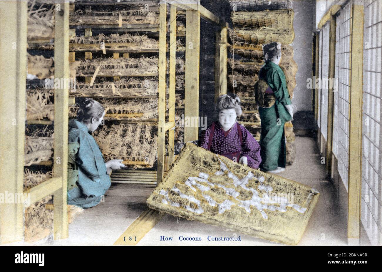[ 1910s Japan - Japanese Silk Farming ] — A woman shows silk cocoons ...