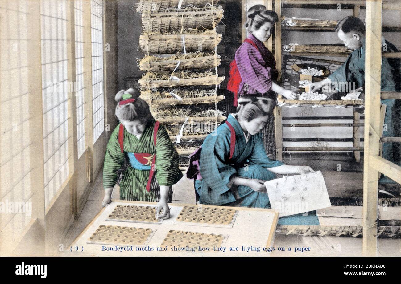 [ 1910s Japan - Japanese Silk Farming ] — Silk farming. This postcard ...