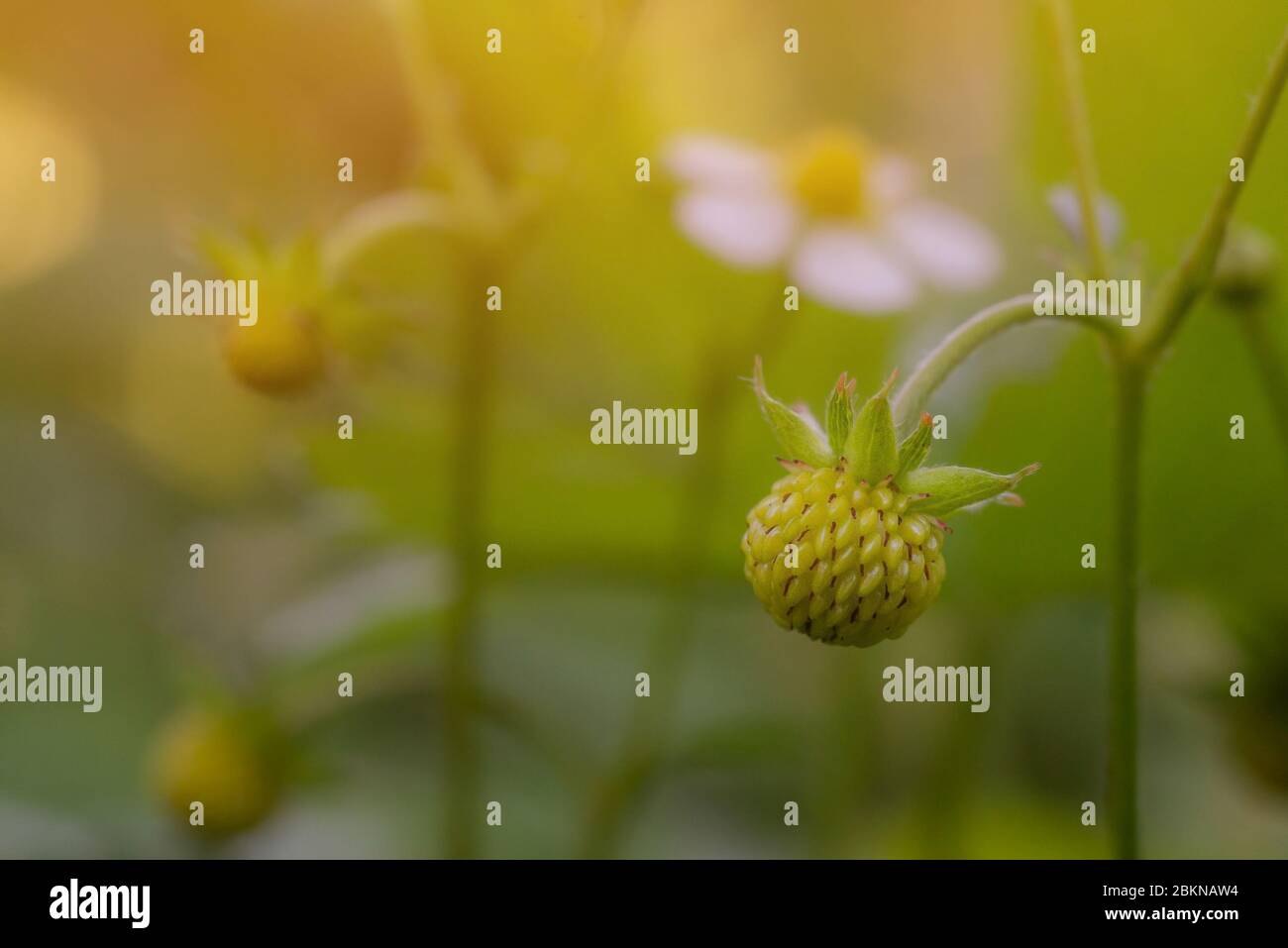 Wild Strawberry, freshly formed green unripe berry growing on plant in ...