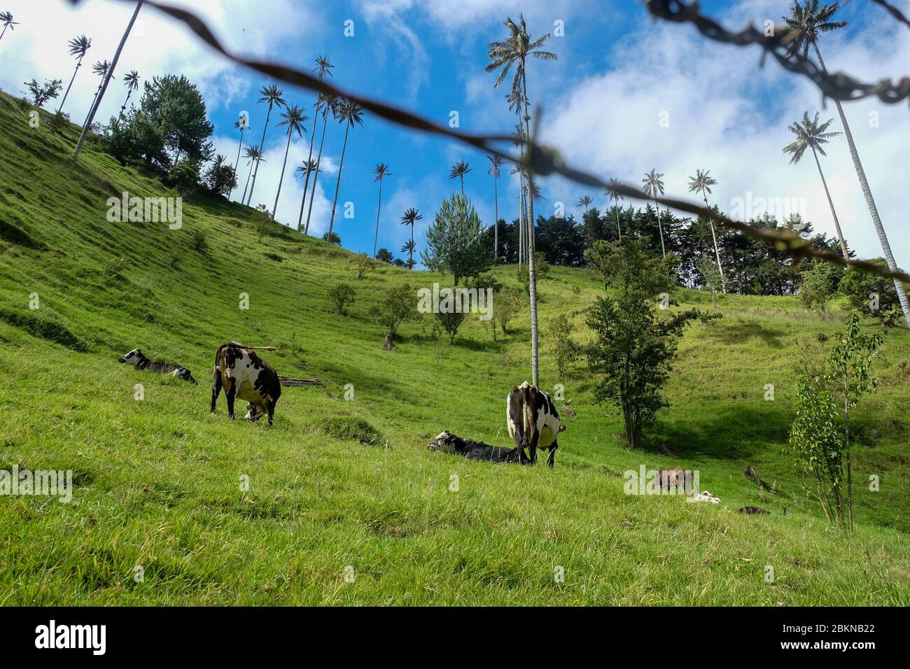 Grazing cows on a plateau in Colombia Stock Photo - Alamy