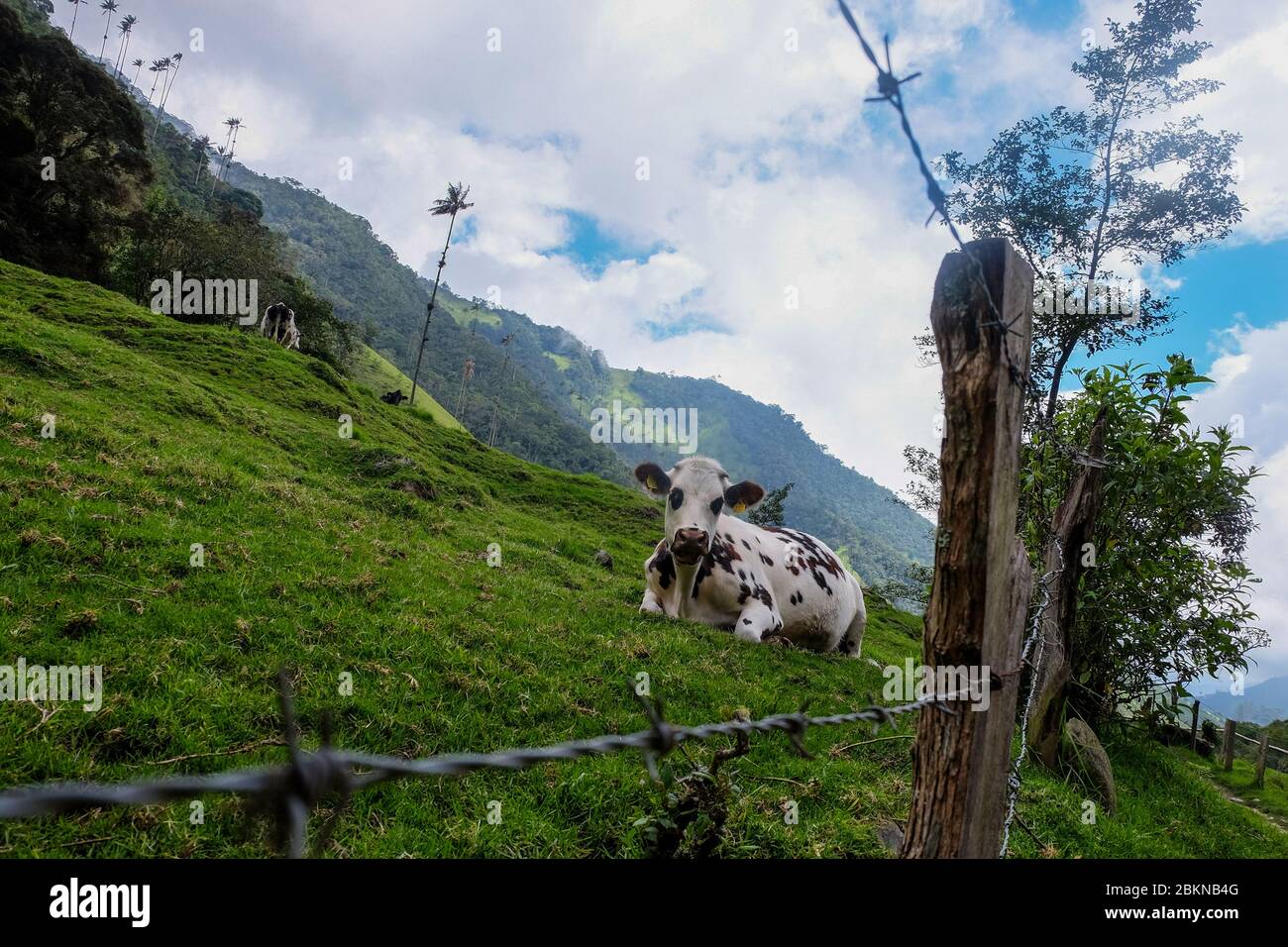 Grazing cows on a plateau in Colombia Stock Photo - Alamy