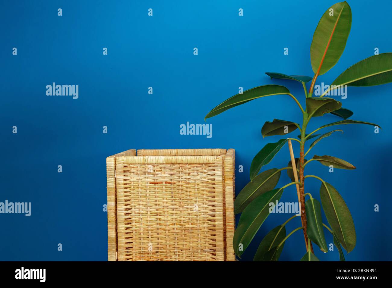 Ficus plant with wooden storage box against blue background Stock Photo ...
