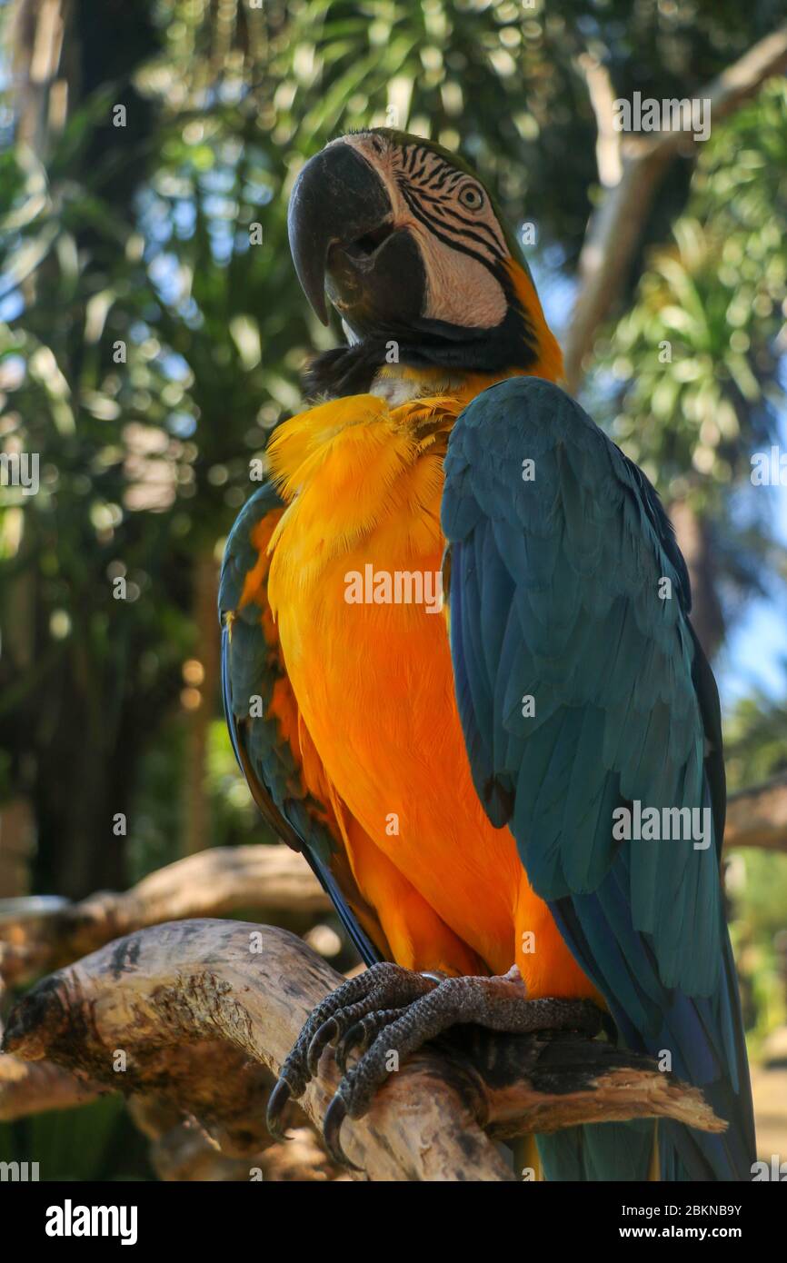 Beautiful colorful Ara Ararauna sitting on dry branch at Bali bird park ...