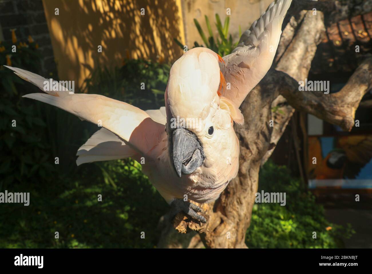 Beautiful Moluccan Cockatoo parrot sitting on a dry branch and waving ...