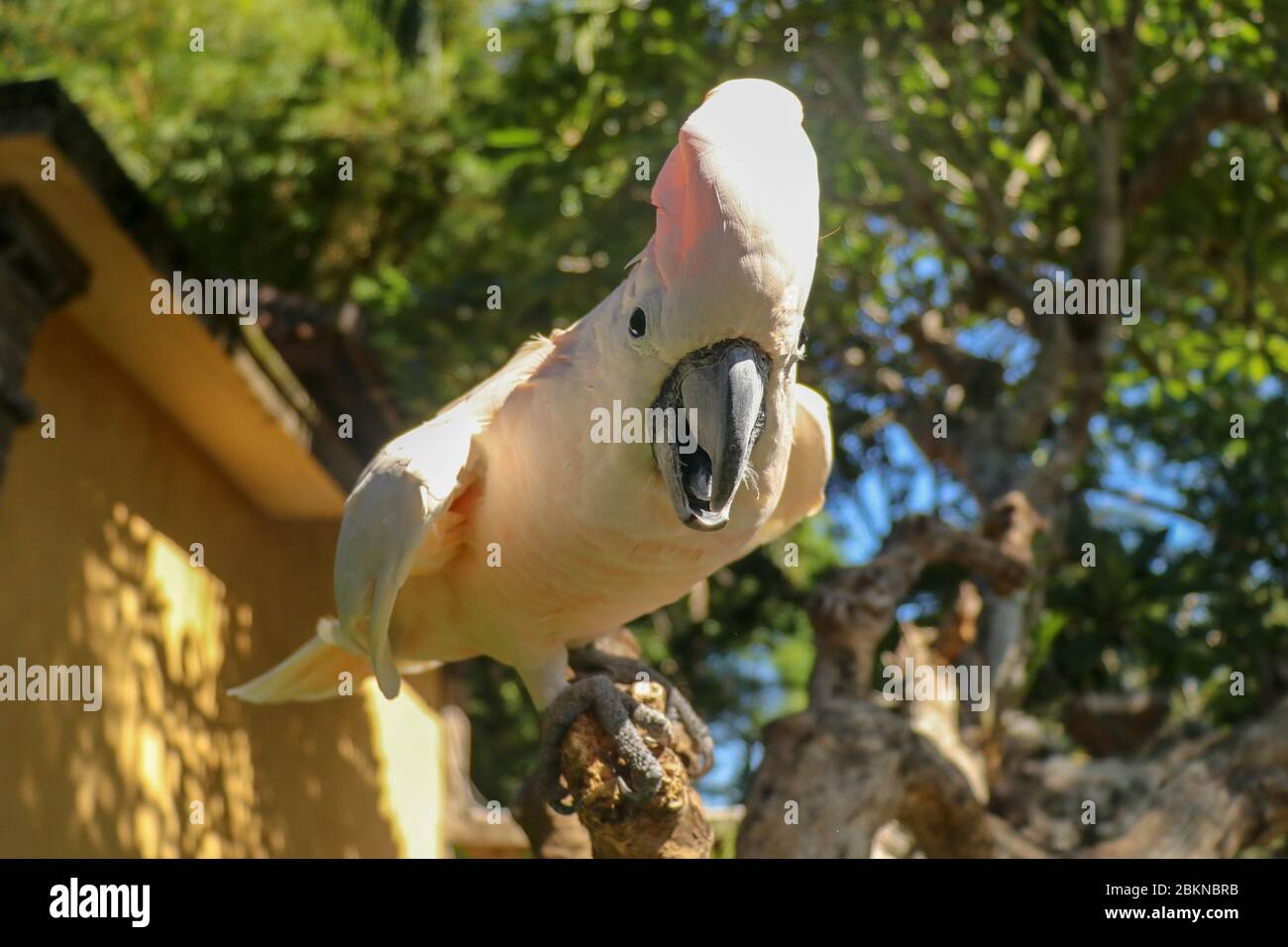 Beautiful Salmon-Crested Cockatoo sitting on dry branch at Bali bird ...