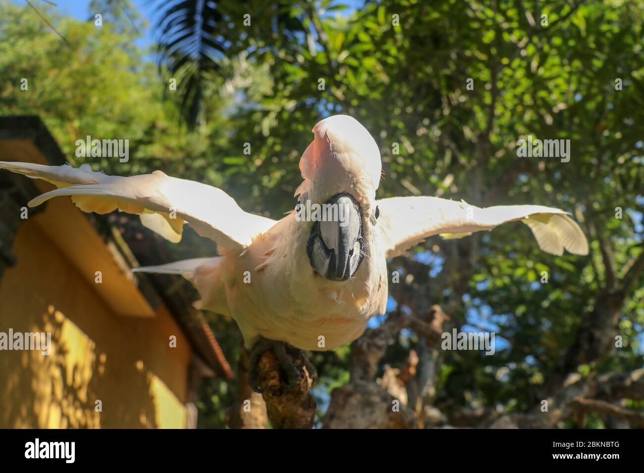 Beautiful Moluccan Cockatoo parrot sitting on a dry branch and waving ...