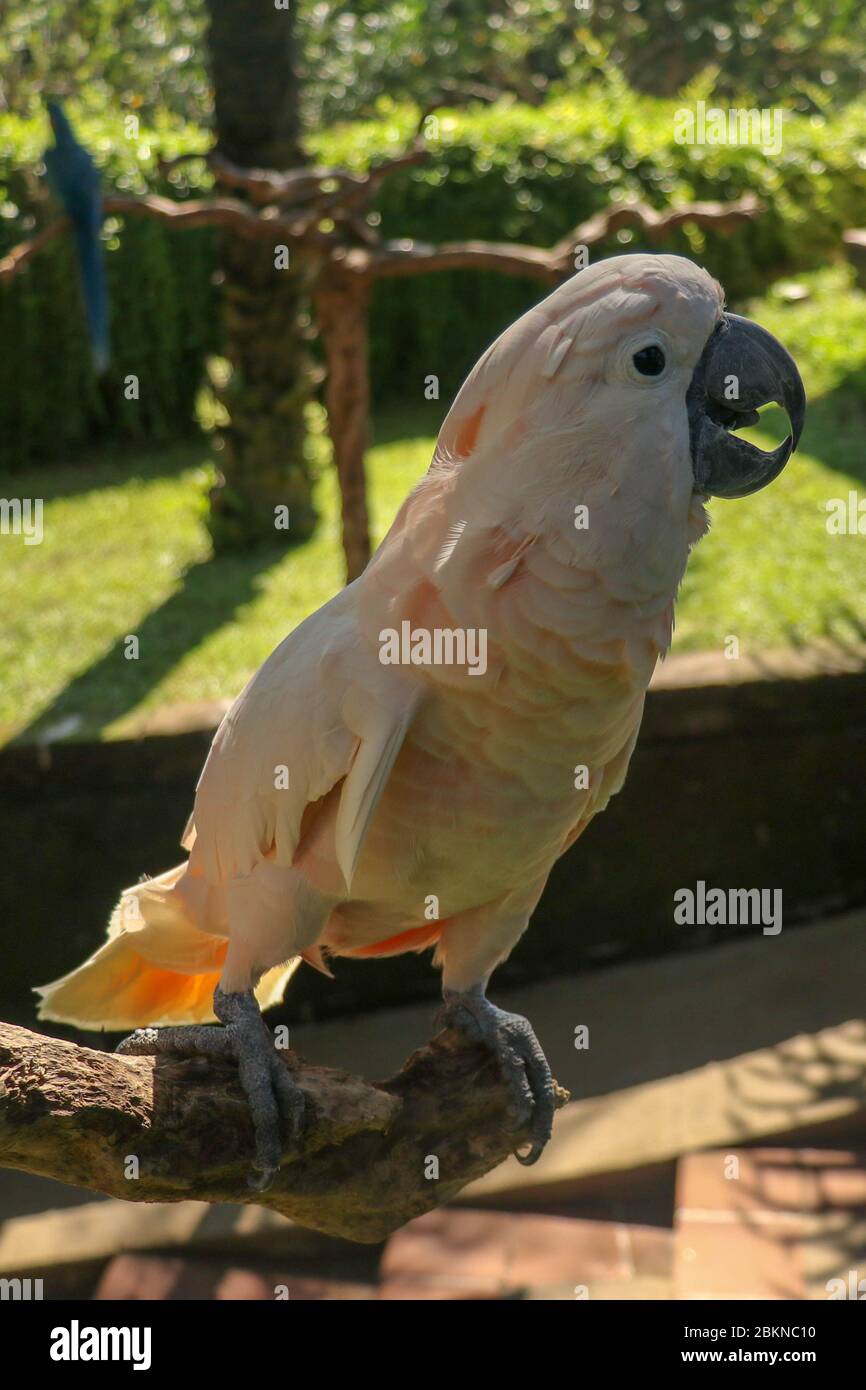 Beautiful Salmon-Crested Cockatoo sitting on dry branch at Bali bird ...