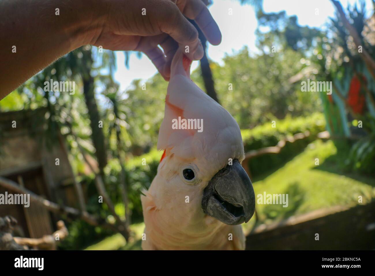 Man hand touching beautiful specimen of coockatoo. Cute Cacatua ...