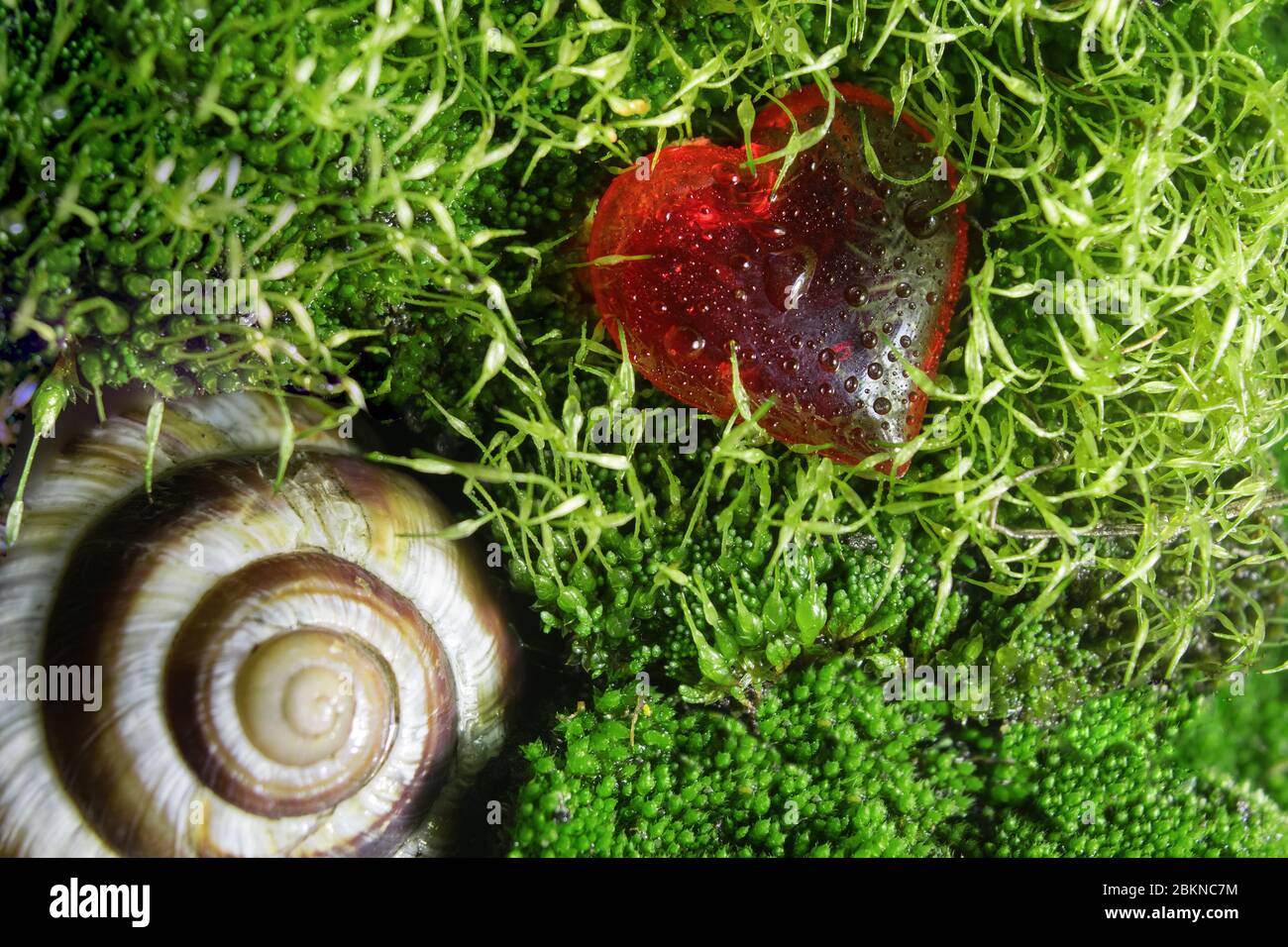 a shell of a snail and a red decorative glass heart lying on a moss ...