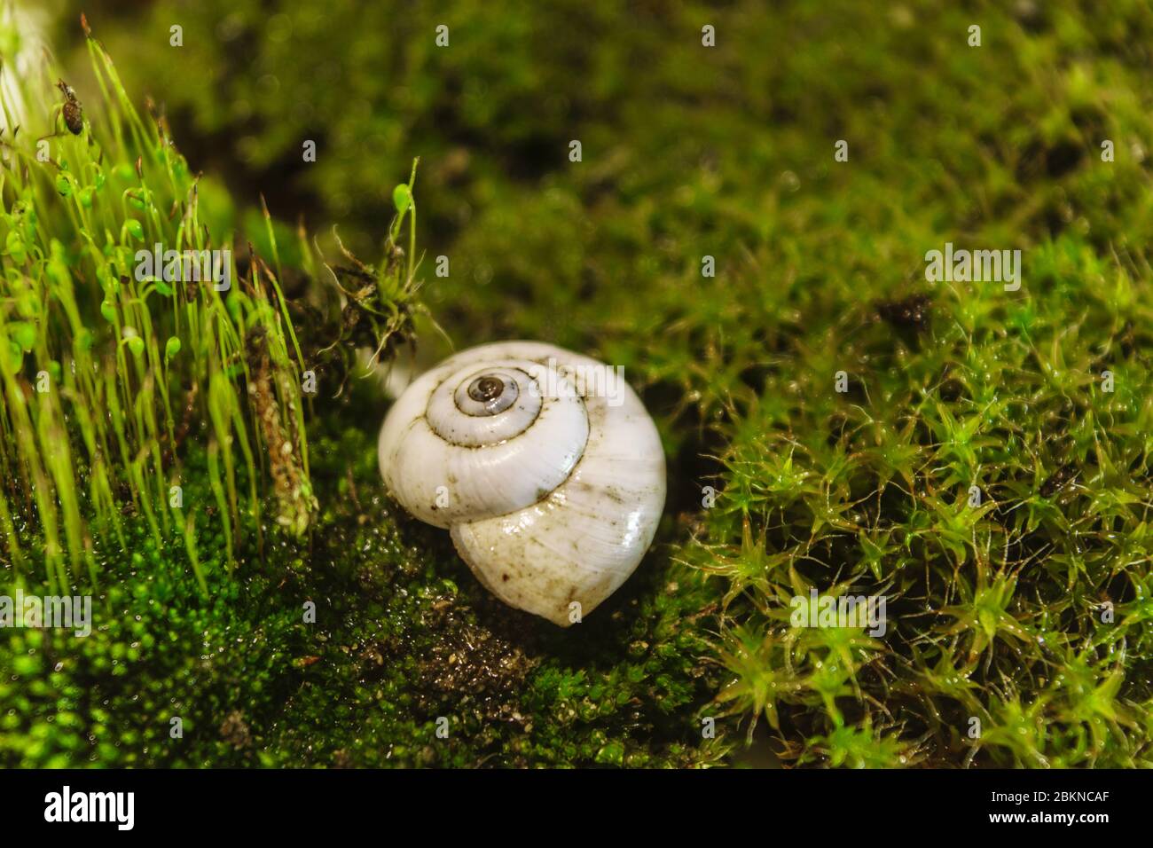 River snail hi-res stock photography and images - Alamy