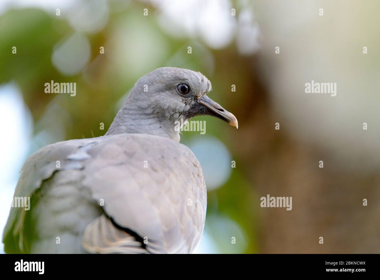 Scruffy bird hi-res stock photography and images - Alamy