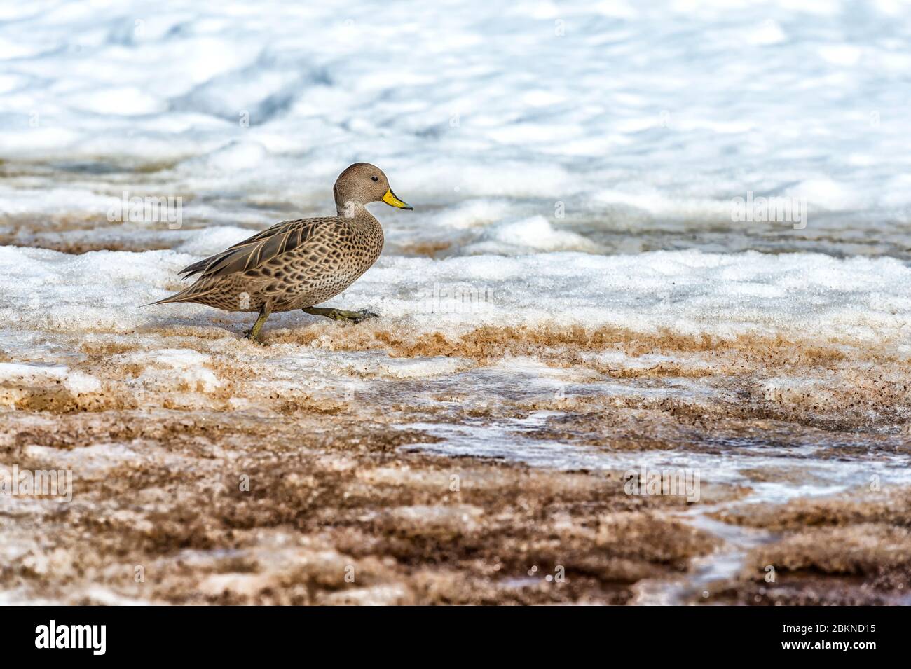 South Georgia Pintail (Anas georgica georgica), King Edward Cove, South ...