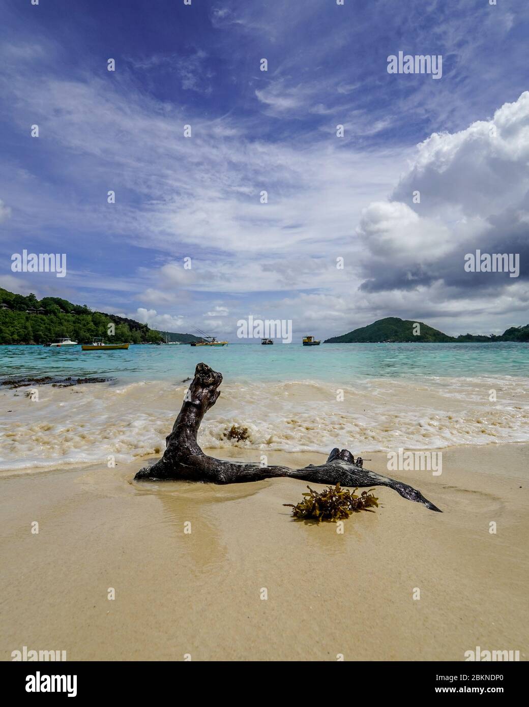 Driftwood washed up on the beach with the terquois Indian Ocean and he ...
