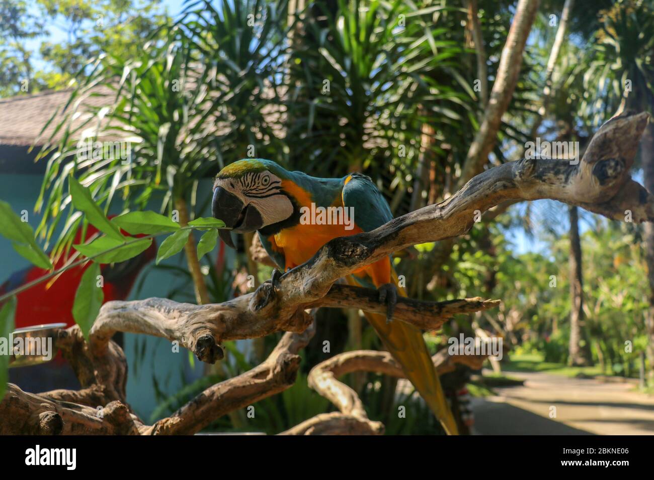 Beautiful colorful Ara Ararauna sitting on dry branch at Bali bird park ...