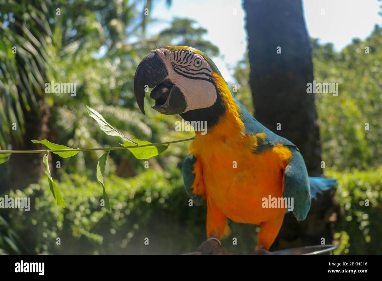 Beautiful colorful Ara Ararauna sitting on dry branch at Bali bird park ...