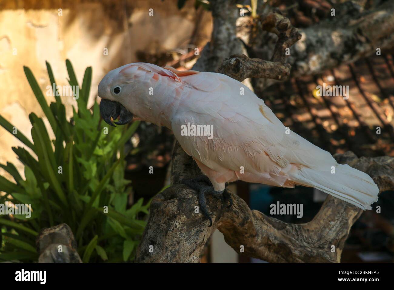 Close up portrait Salmon-Crested Cockatoo at Bali Bird Park ZOO ...
