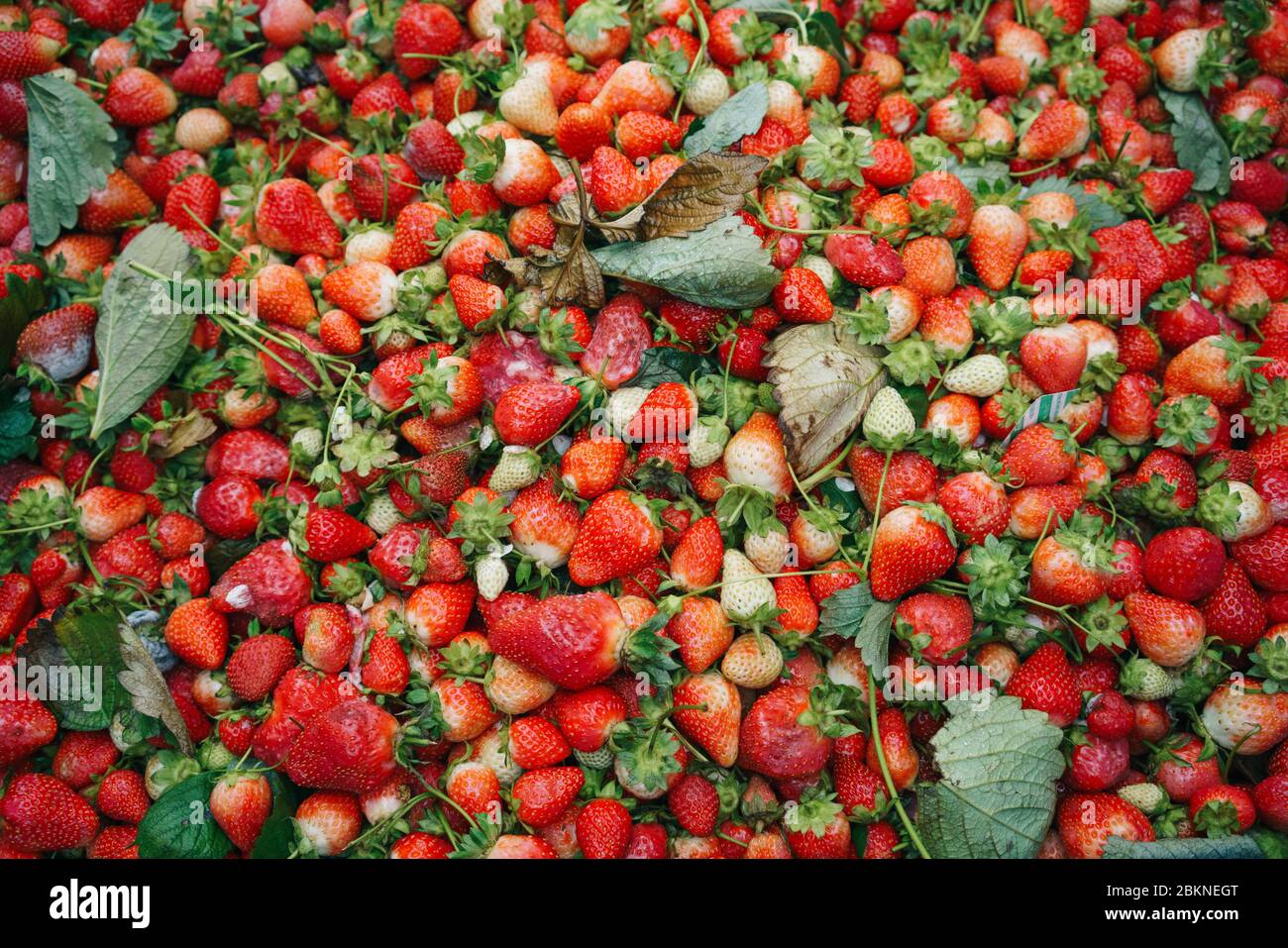 Rotten strawberries hi-res stock photography and images - Alamy