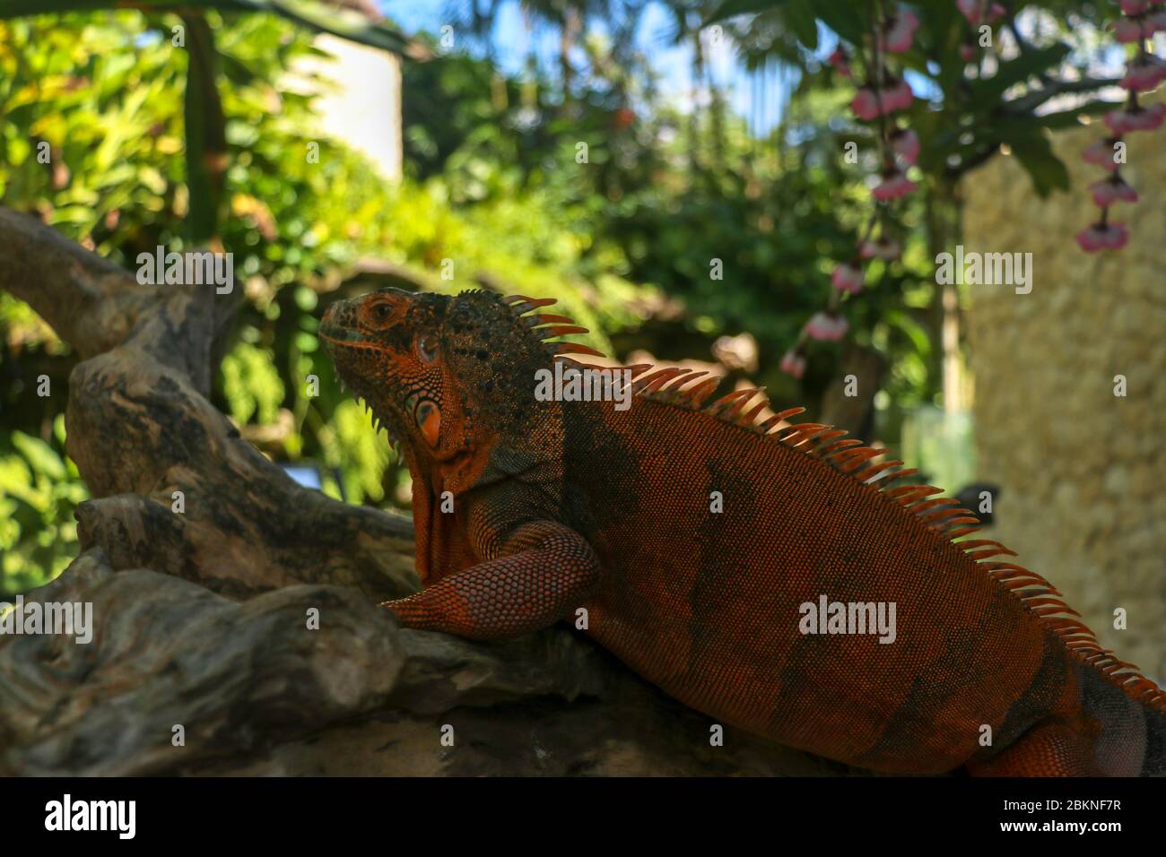 Side view of Red Iguana's head. Red Iguana climbing up tree. Macro ...