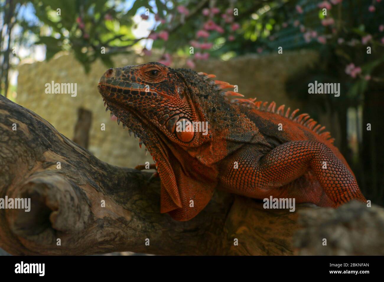 Side view of Red Iguana's head. Red Iguana climbing up tree. Macro ...