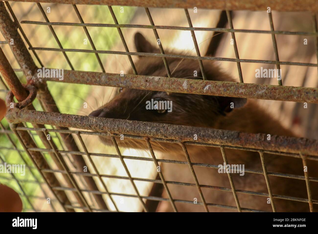 Palm Civet walks the cage. Asian Palm Civet - The animal used for the ...