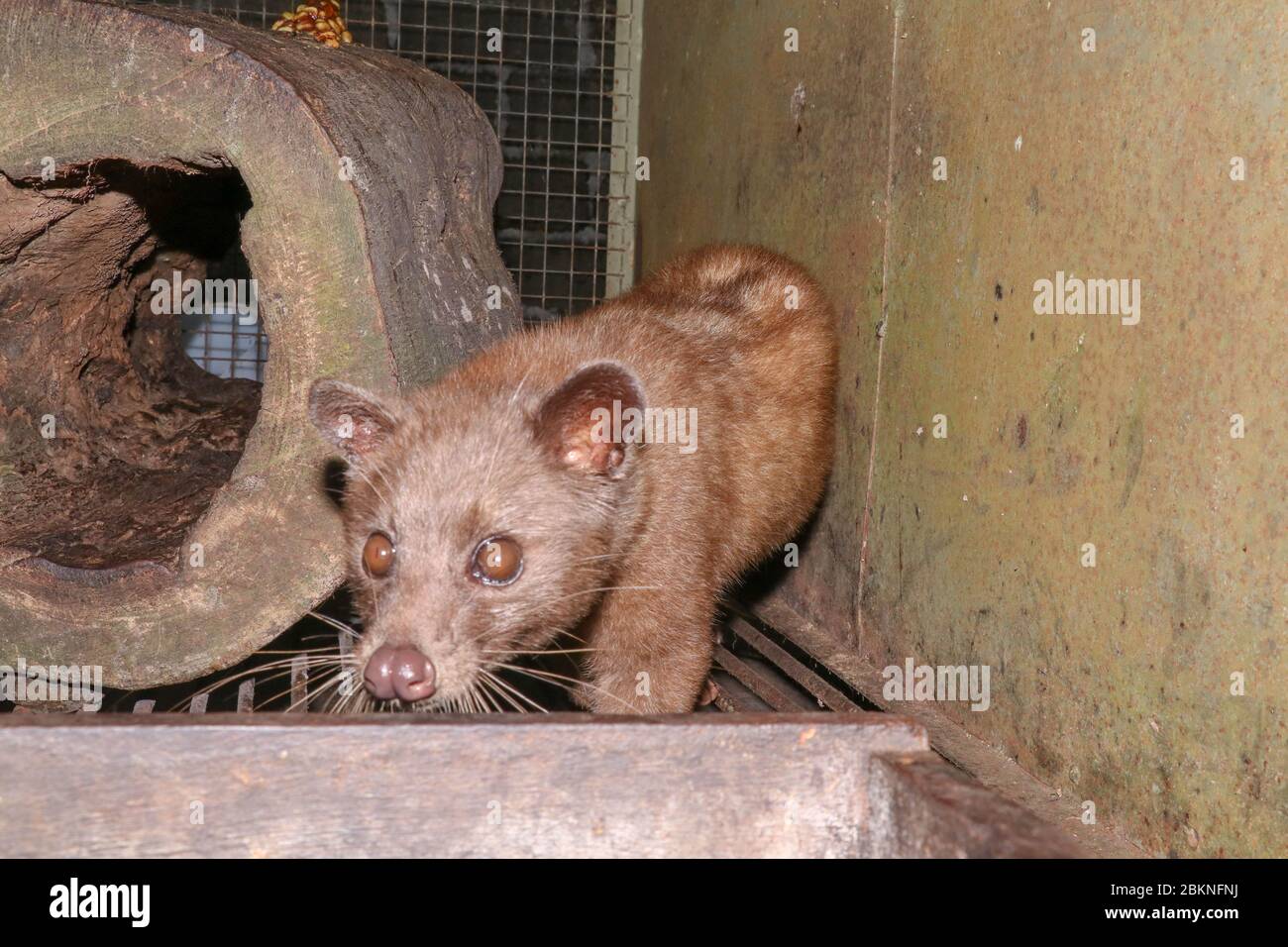 Asian Palm Civet - The animal used for the production of expensive ...