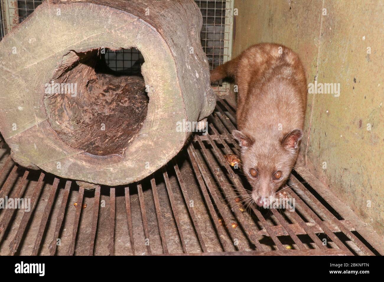 Indonesian coffee production hi-res stock photography and images - Alamy