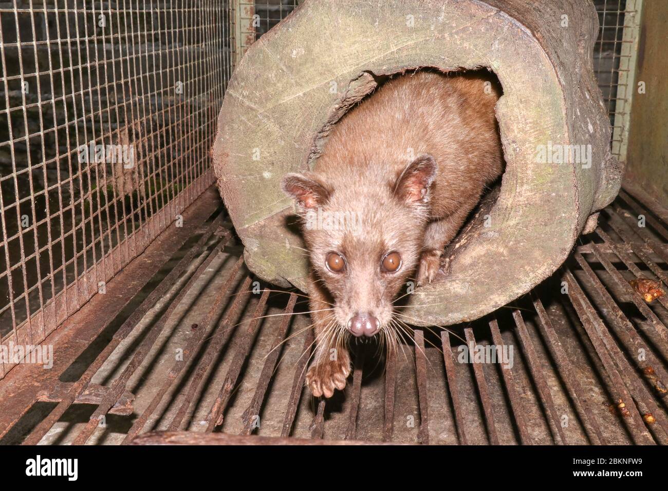 Asian Palm Civet - The animal used for the production of expensive ...