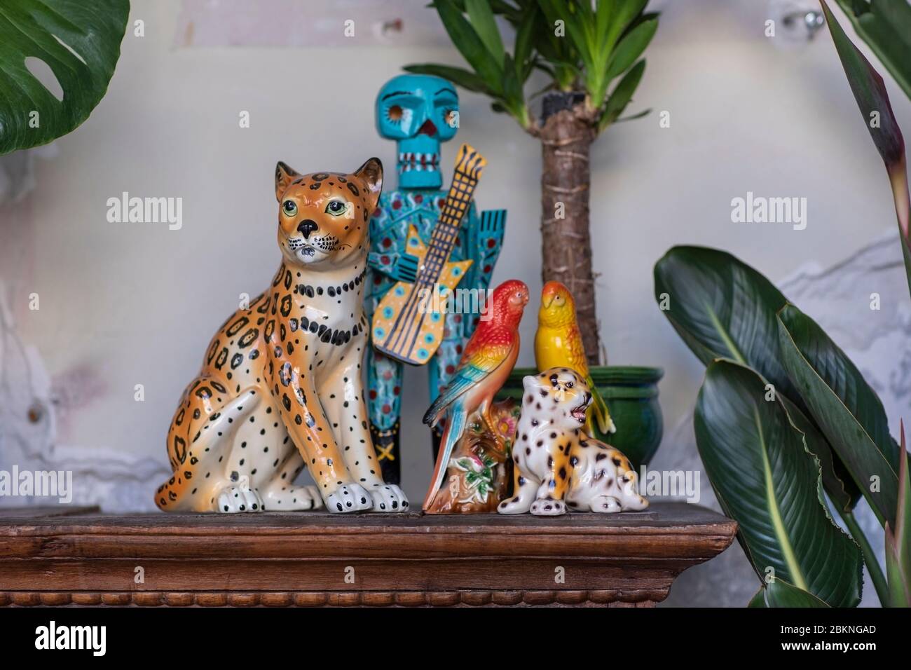 Skeleton parrot hi-res stock photography and images - Alamy