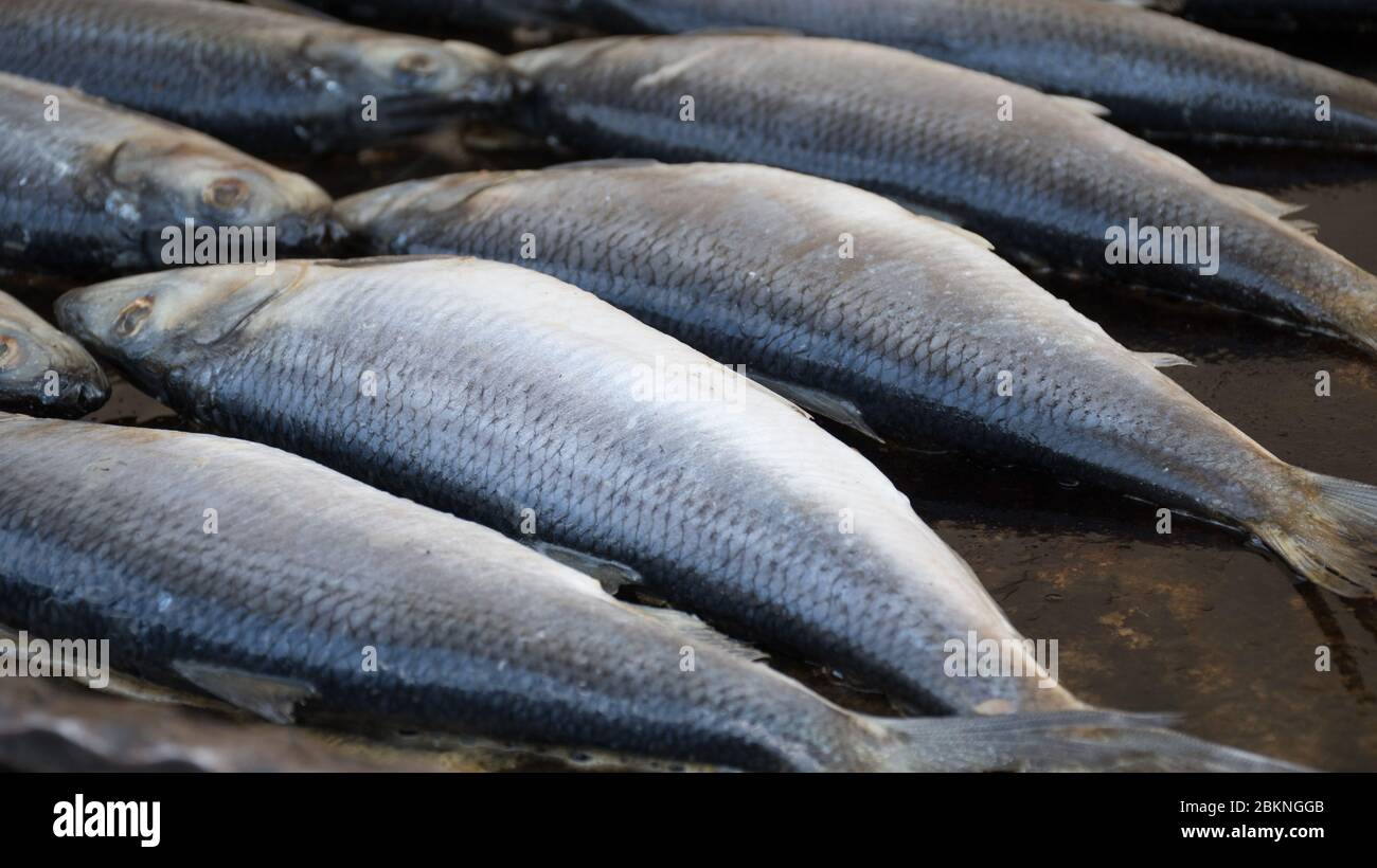 Fresh raw fish on grill slate, during seafood festival, street food ...