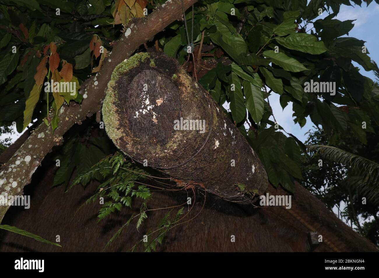 Bee hive made of bamboo trunk covered with black palm fibers. Dwelling ...