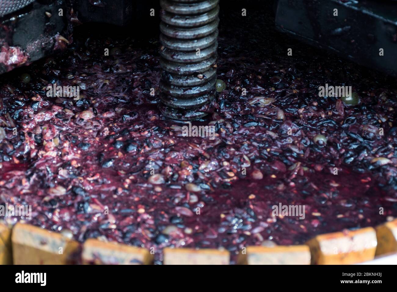 Freshly squeezed grape juice during food and wine festival. Traditional ...