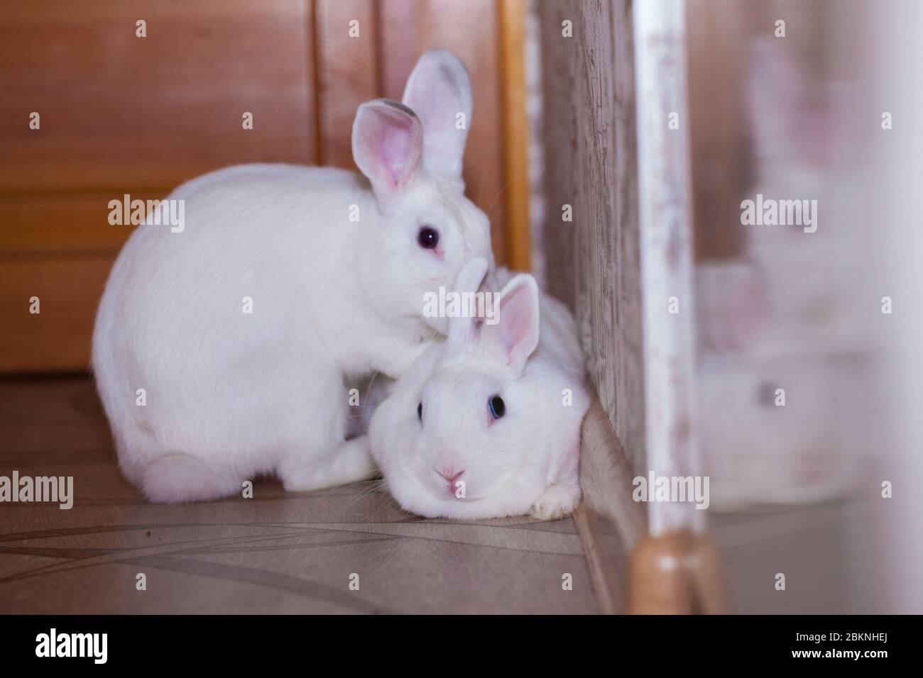 white rabbits with long ears. Rabbit couple Stock Photo - Alamy