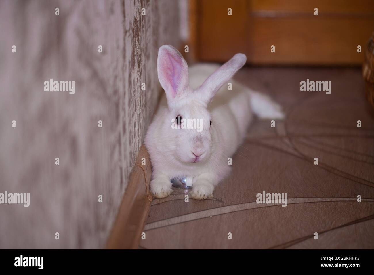 white rabbits with long ears. Rabbit couple Stock Photo - Alamy
