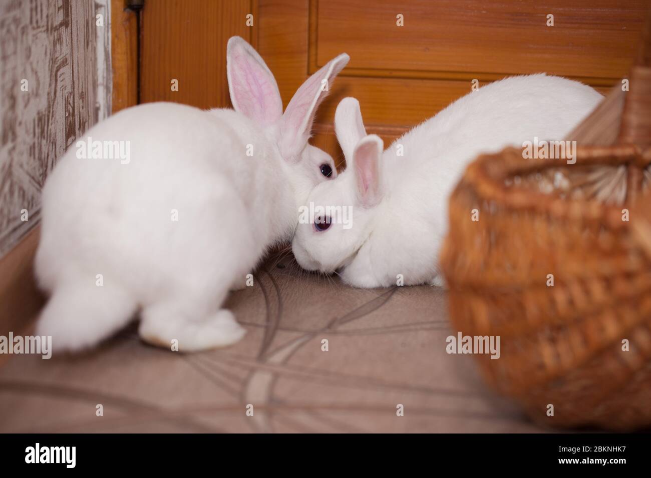 white rabbits with long ears. Rabbit couple Stock Photo - Alamy