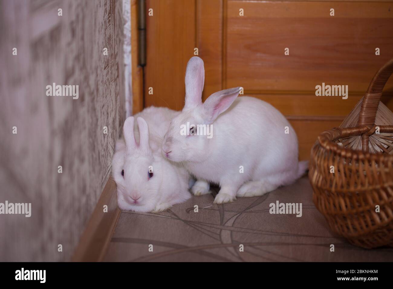 white rabbits with long ears. Rabbit couple Stock Photo - Alamy