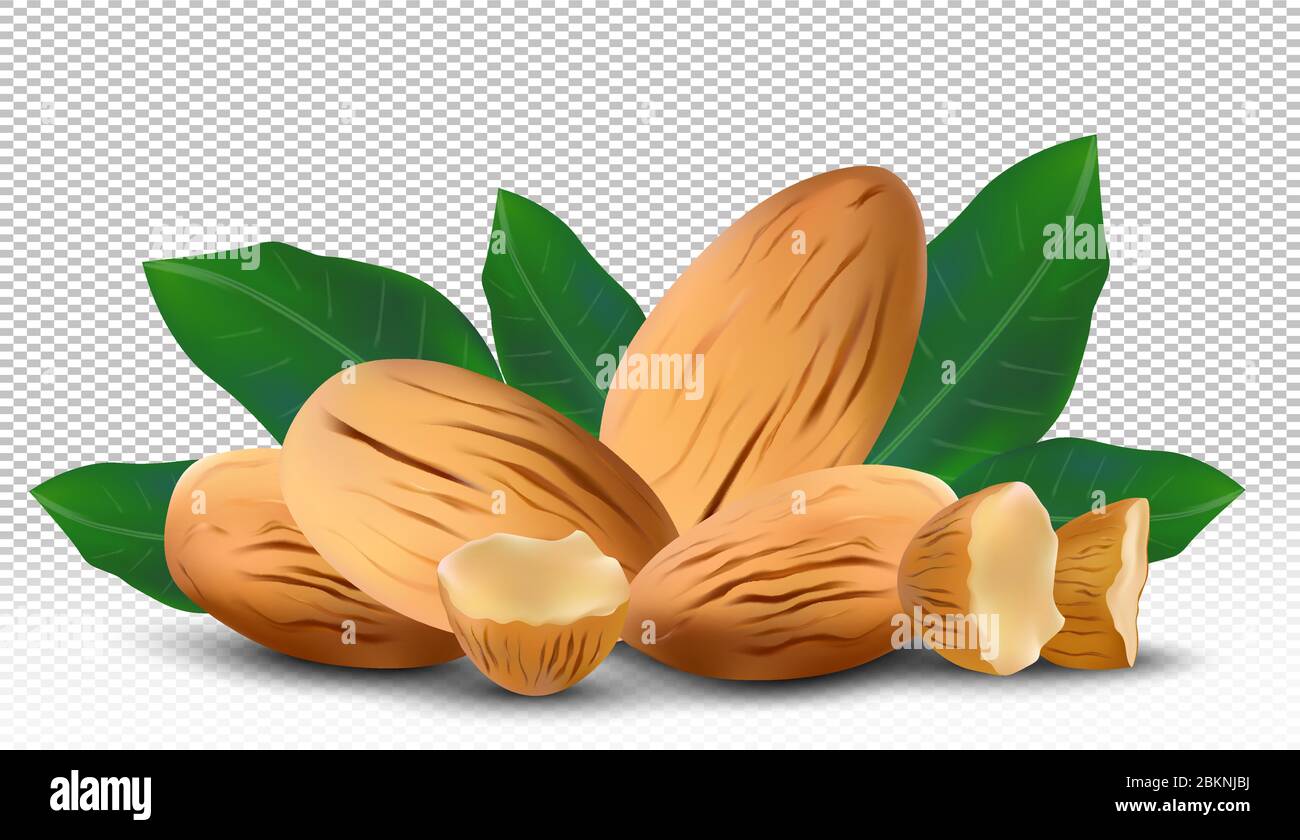 Almond Vector Png