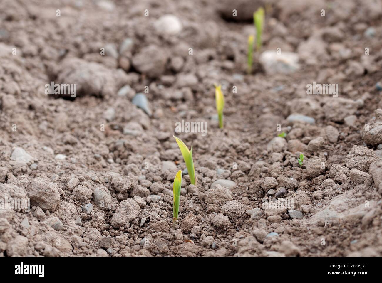 seedlings in soil Stock Photo - Alamy