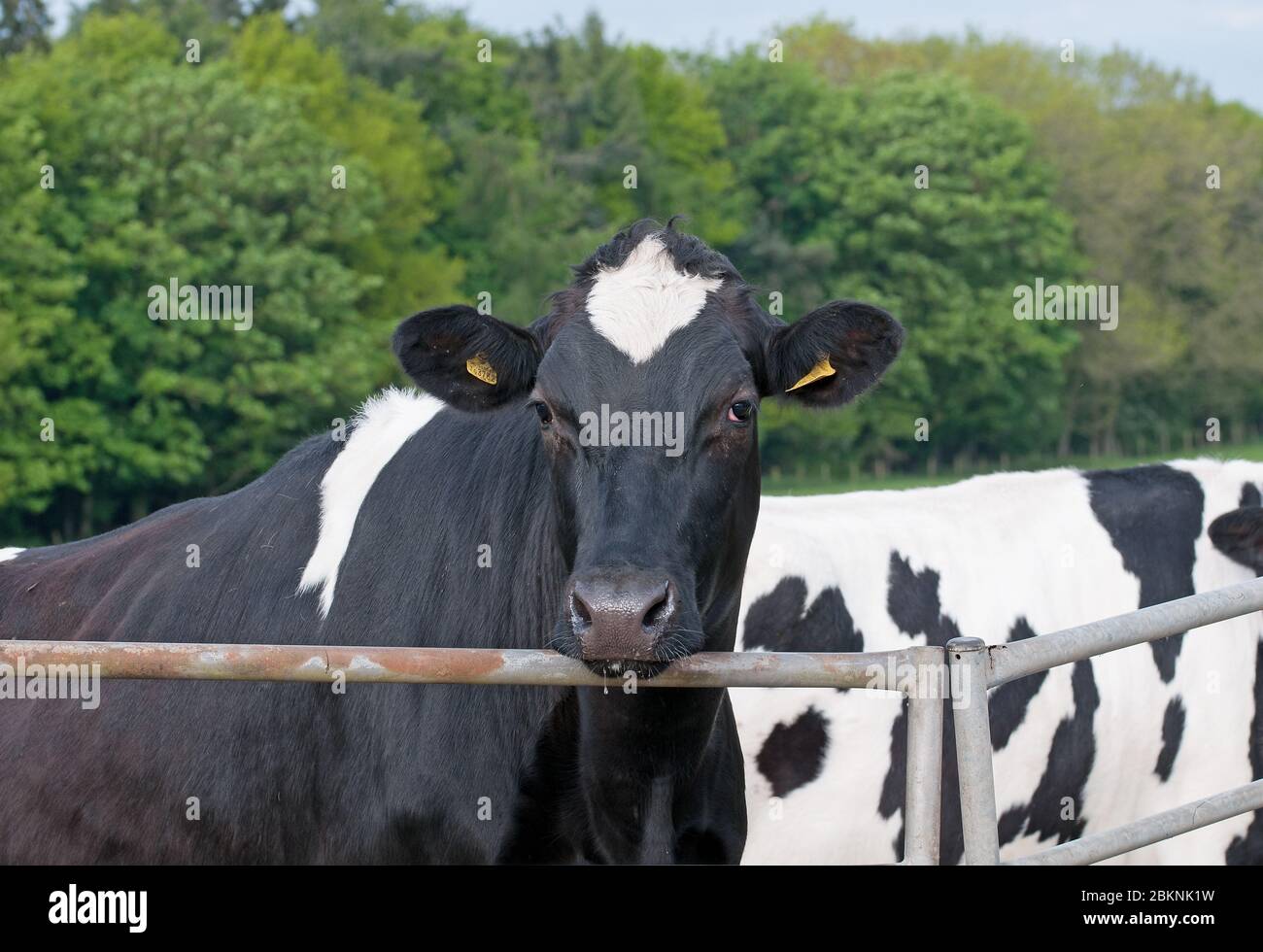 Holstein Friesian cattle Stock Photo - Alamy